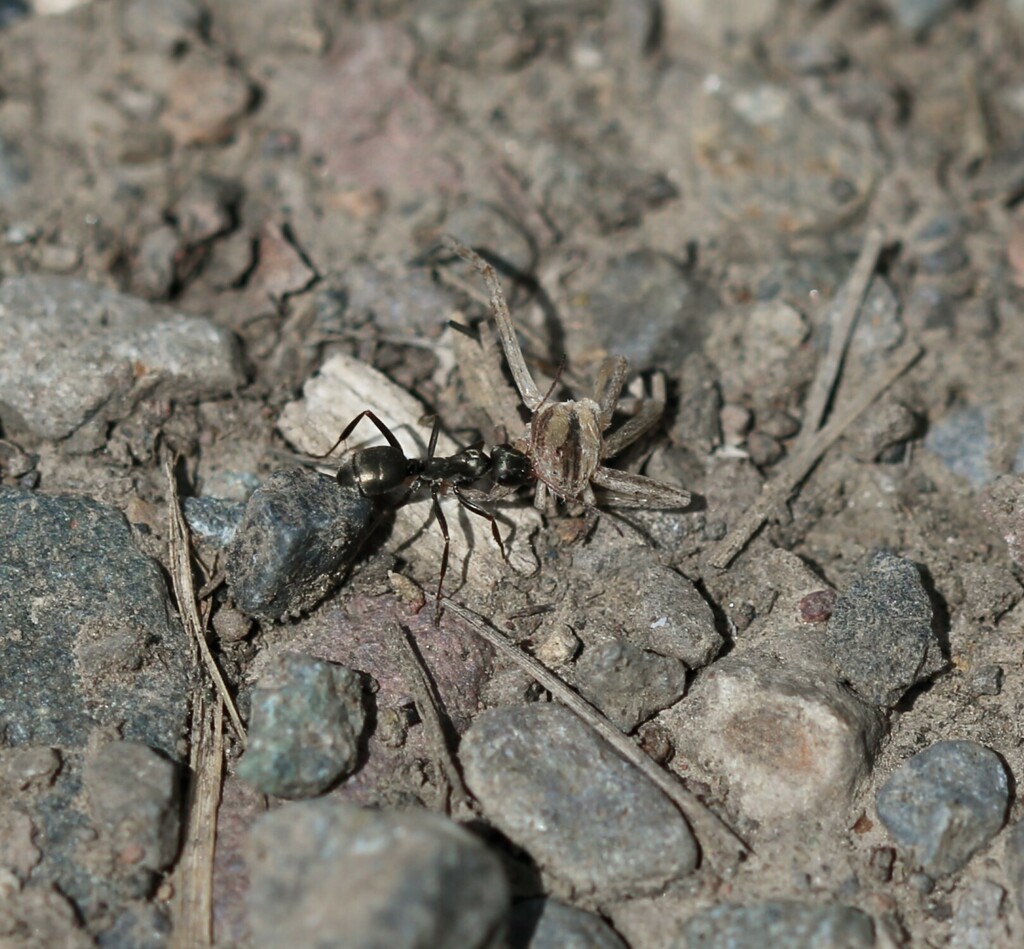 Slender Crab Spiders from Thompson-Nicola, BC, Canada on June 18, 2023 ...