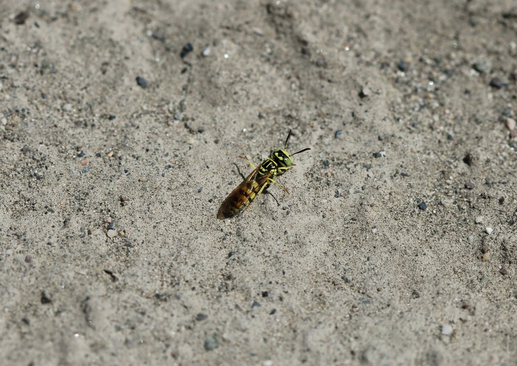 Beewolves from Thompson-Nicola, BC, Canada on June 30, 2023 at 11:11 AM ...