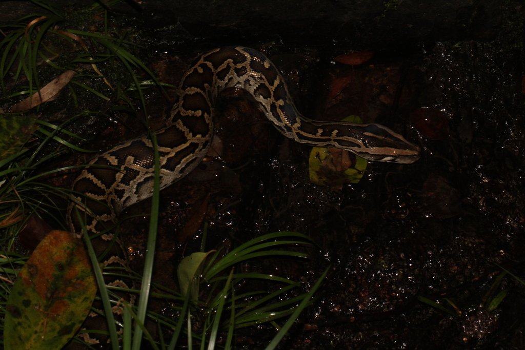 Burmese Python in September 2022 by ivanlee · iNaturalist