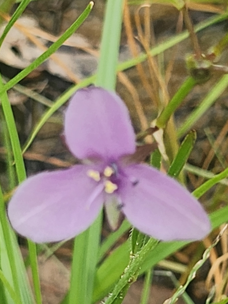 Grass Lily from Wyaralong QLD 4310, Australia on January 29, 2024 at 01 ...