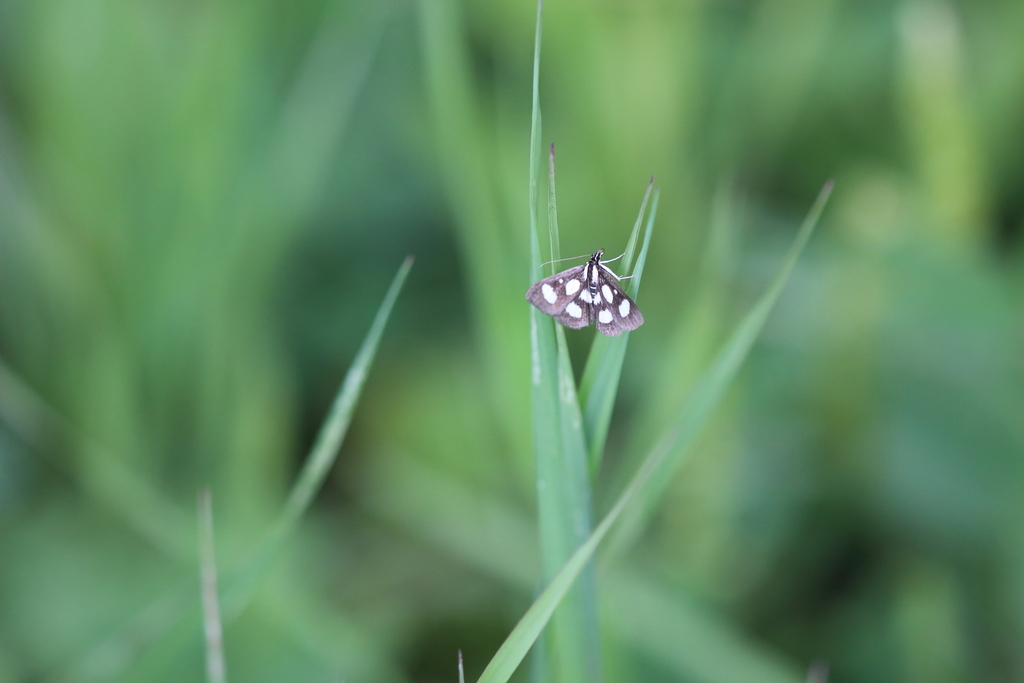 White-spotted Sable from Thompson-Nicola, BC, Canada on July 9, 2023 at ...