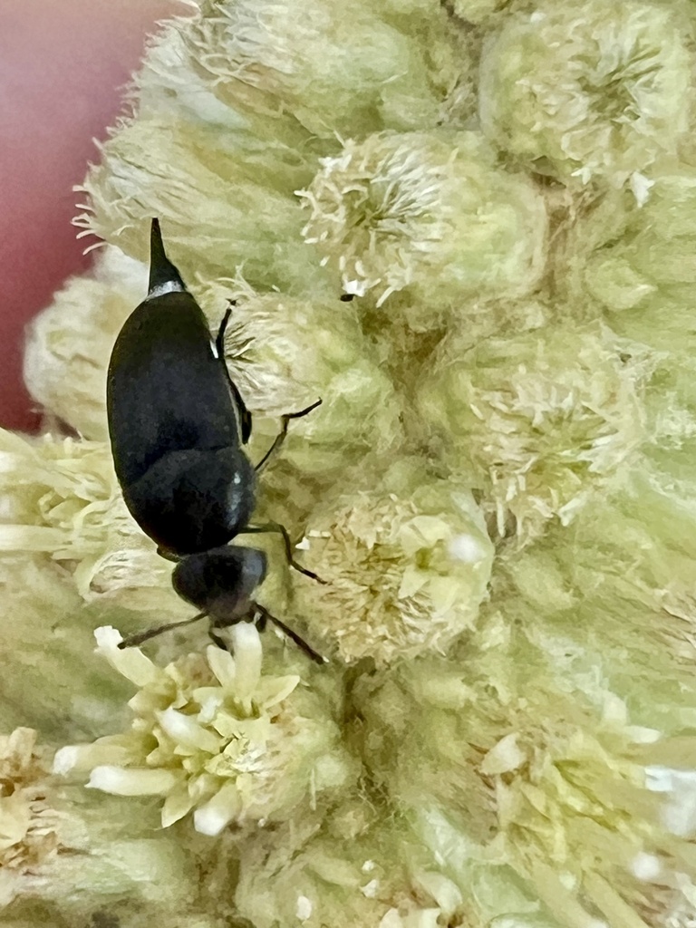 Tumbling Ragdoll from Parrish, Duette, FL, US on April 16, 2023 at 12: ...