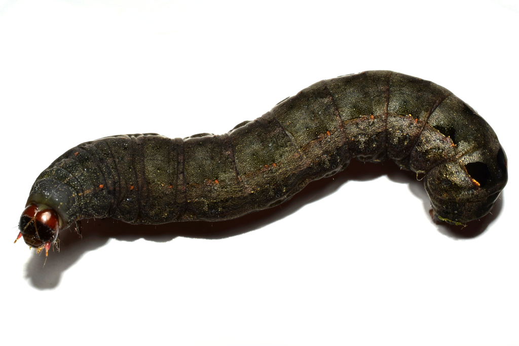 Velvet Armyworm Moth from San José Province, Mercedes, Buenos Aires ...