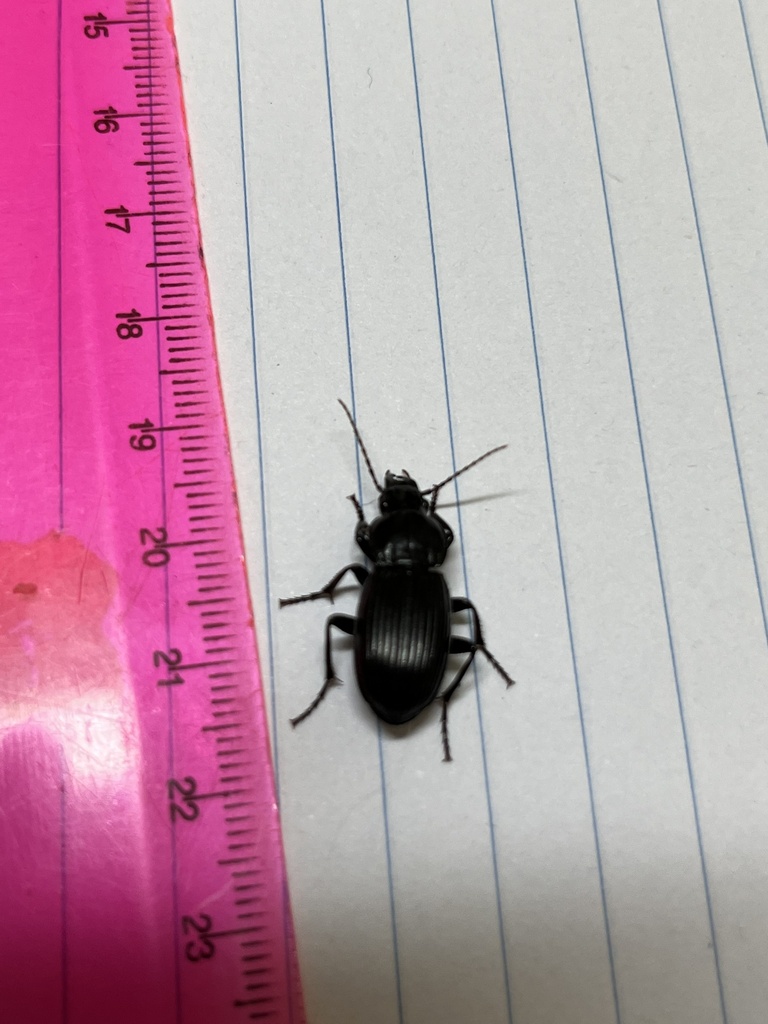 Ground Beetles from Sullivan Dr, Stanthorpe, QLD, AU on January 18 ...