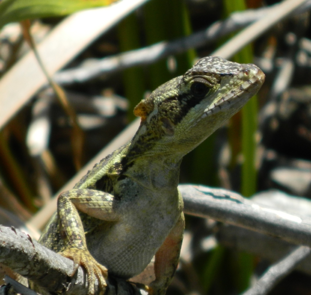 Brown Basilisk from Davie, FL 33331, USA on May 7, 2017 by Melissa ...