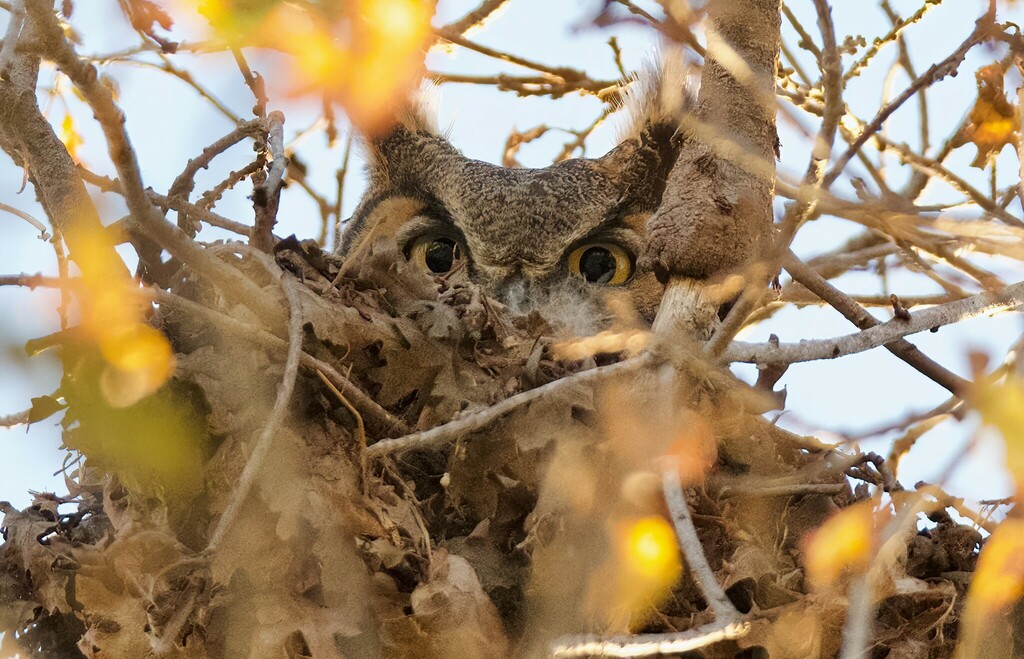 Great Horned Owl from West San Gabriel River Parkway Nature Trail, 4626 ...