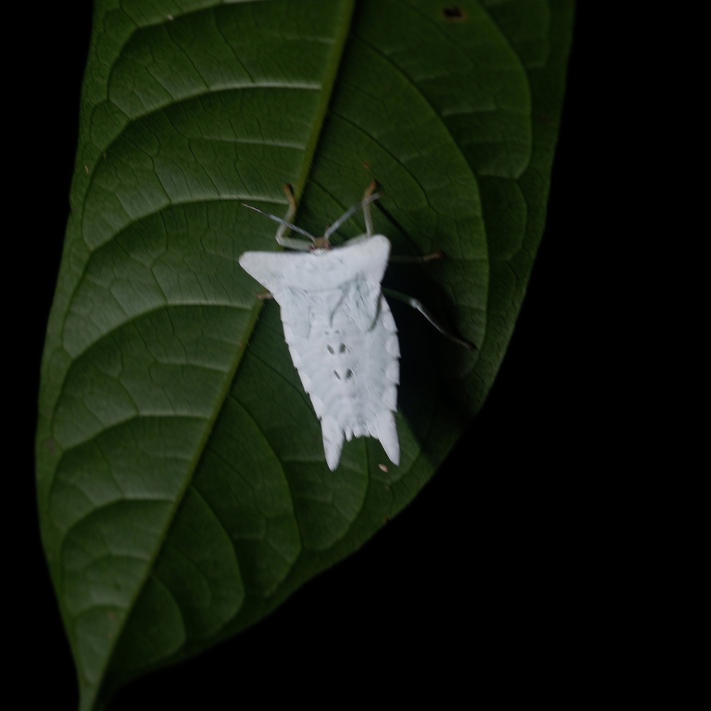 Pygoplatys from Ampang on January 29, 2024 at 10:17 PM by Alexius L.Z.L ...