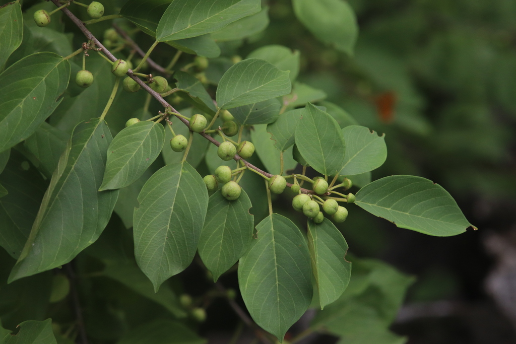 Soldierwood (Colubrina elliptica) - Botanical Realm