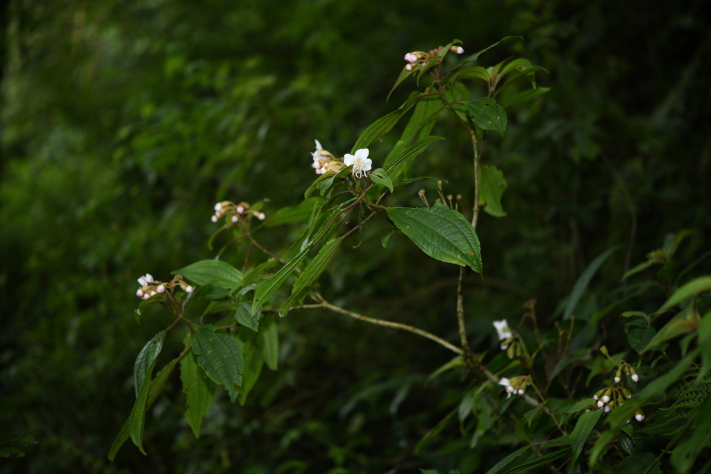 Cyphotheca from 中国云南省红河哈尼族彝族自治州元阳县 on April 23, 2022 at 11:49 AM by 丁洪波 ...