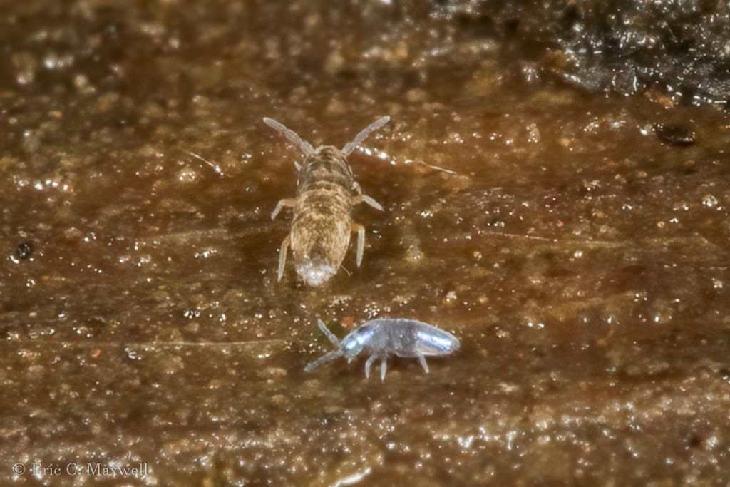 Pseudosinella from Hawaiian Paradise Park, HI, USA on August 27, 2023 ...
