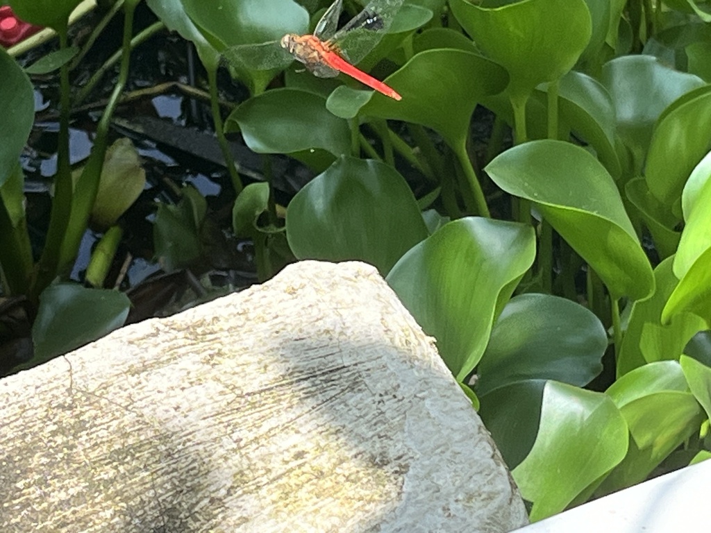 Orange Skimmer in January 2024 by Méga Indriyani Fitrianto · iNaturalist