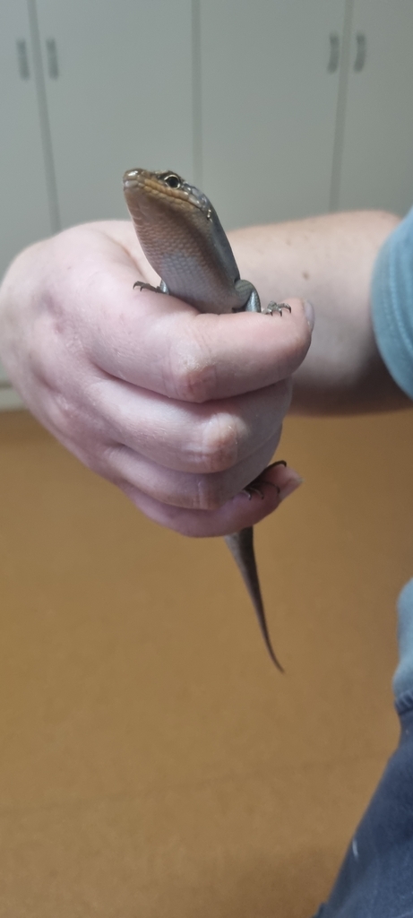 MacDonnell Ranges Rock Skink from Pukatja SA 0872, Australia on January ...
