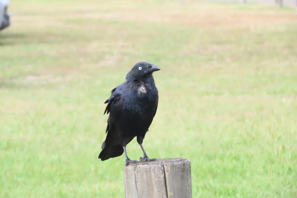 Torresian Crow from Forster - Tuncurry NSW 2428, Australia on January ...