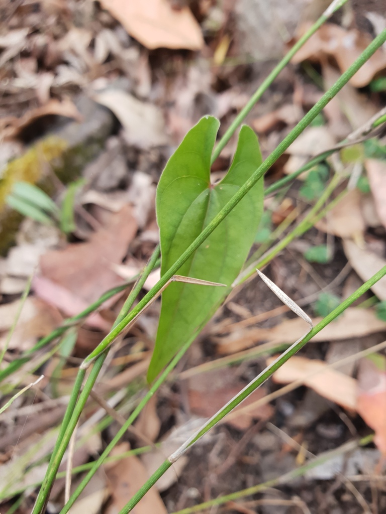 Common Yam Vine in November 2018 by pcopping_ecp · iNaturalist