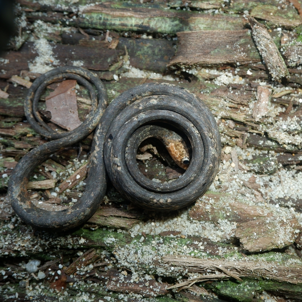 Blunthead Slug Snake from Ampang on January 29, 2024 at 10:57 PM by ...