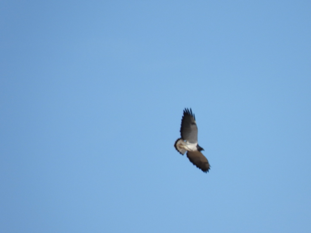 White-tailed Hawk from Universidad Autónoma de Nuevo León - Facultad de ...