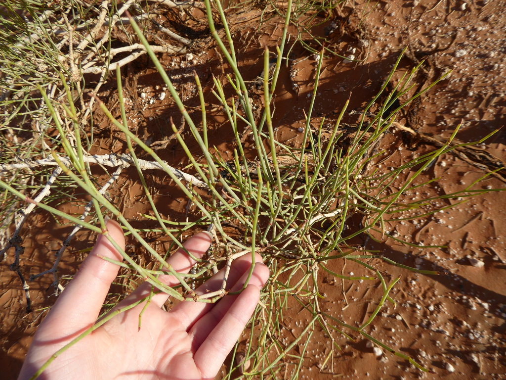 Calligonum comosum from Shaybah Saudi Arabia on March 13, 2019 at 08:43 ...