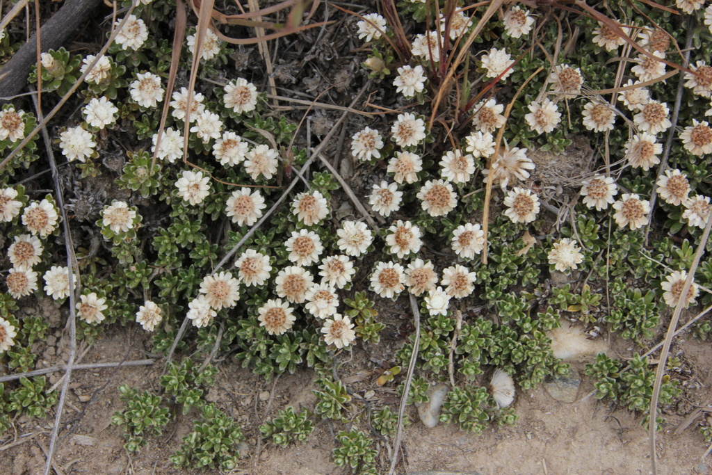 Turf-mat daisy from South Island/Te Waipounamu, Lindis Pass, Canterbury ...