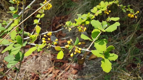 Berberis asiatica · iNaturalist
