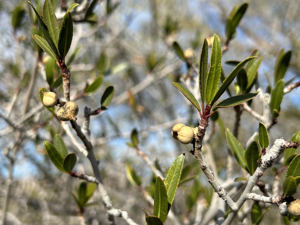 arrow poison plant from Sonoran Desert National Monument, Maricopa, AZ ...