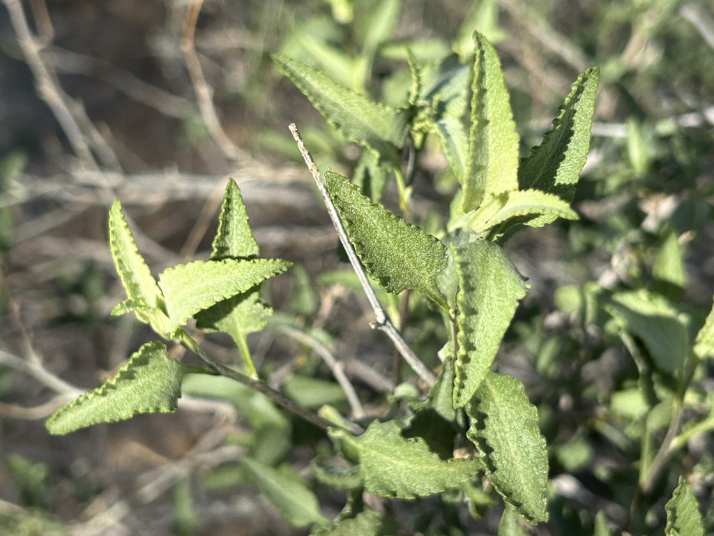 triangle-leaf bursage from Sonoran Desert National Monument, Maricopa ...