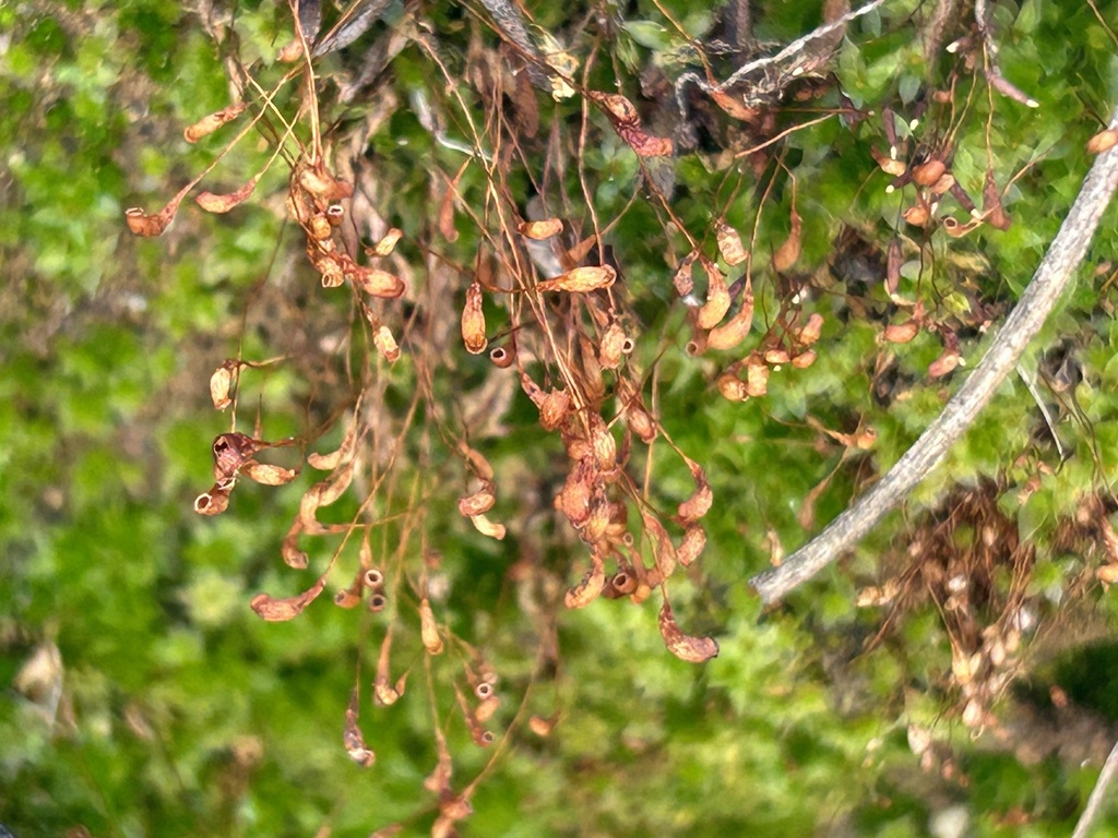 mosses from Sonoran Desert National Monument, Maricopa, AZ, US on ...