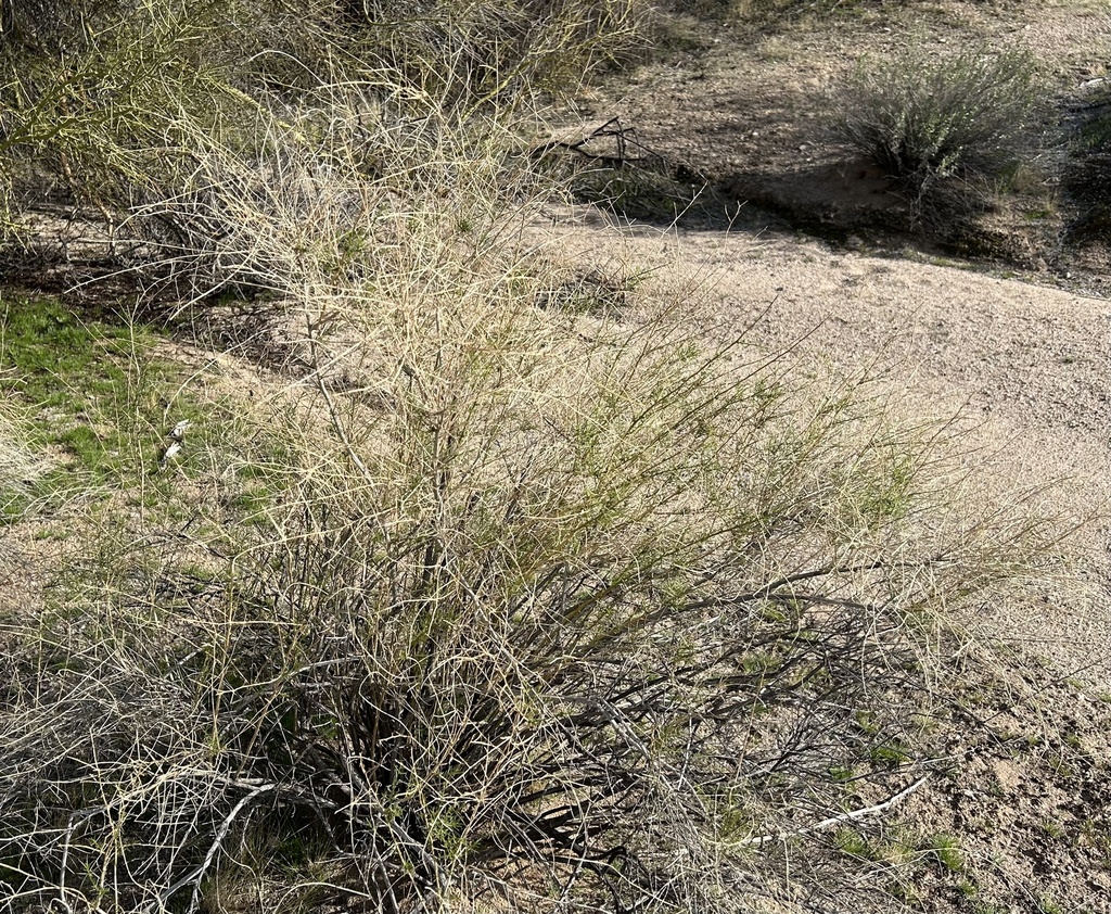 Cheesebush from Sonoran Desert National Monument, Maricopa, AZ, US on ...