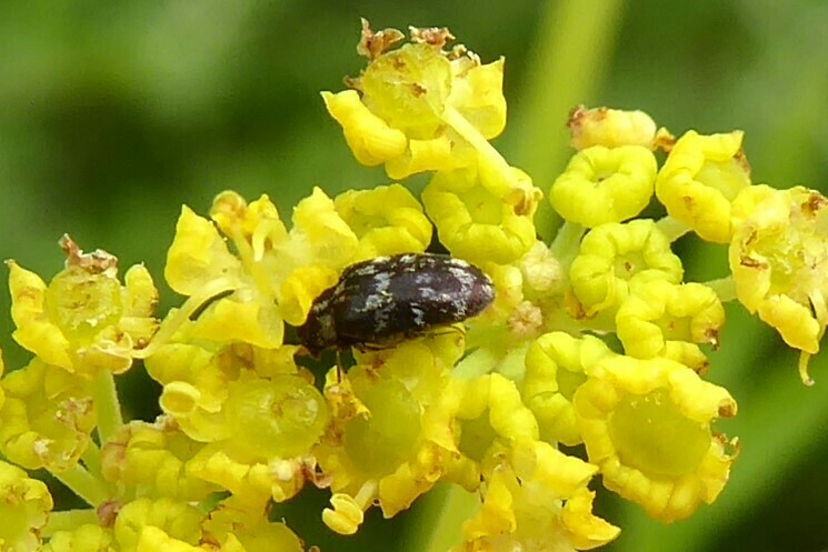 Australian Carpet Beetle from Waikouaiti, New Zealand on January 26 ...