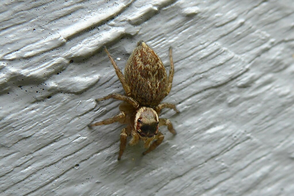 Typical Jumping Spiders from Waikouaiti, New Zealand on January 26 ...