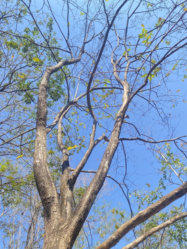(Lagerstroemia venusta) - Botanical Realm