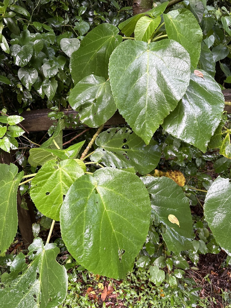 Stinging Trees from Bunya Mountains National Park, Bunya Mountains, QLD ...