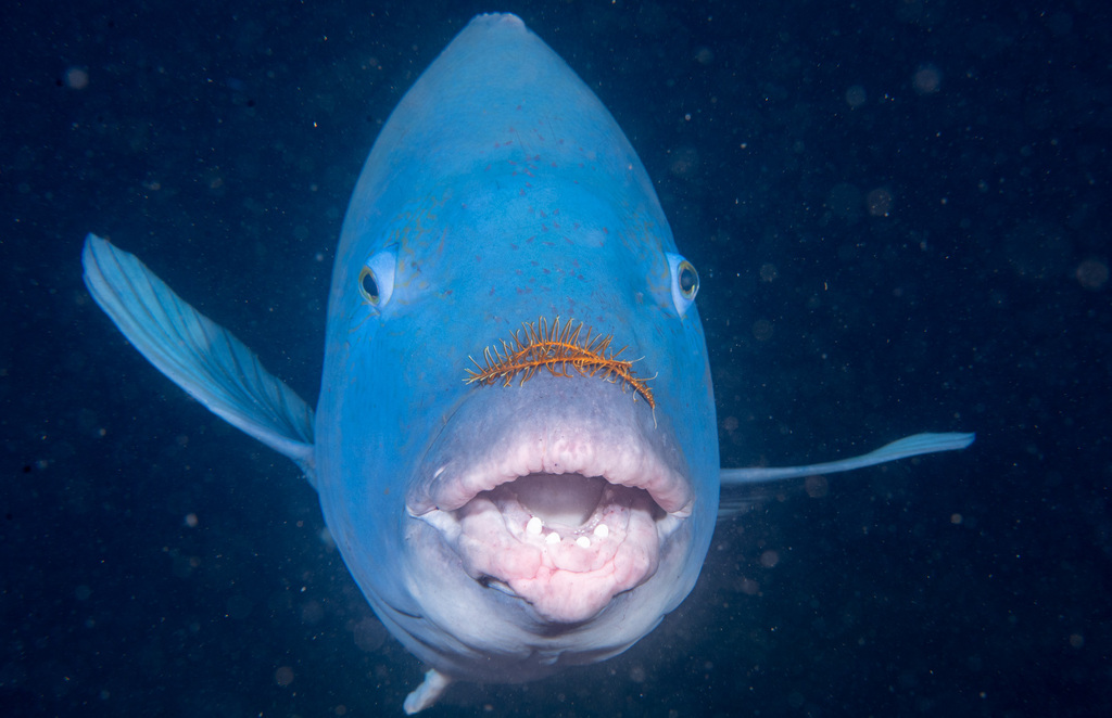 Eastern Blue Groper (Achoerodus viridis) - Marine Life Identification