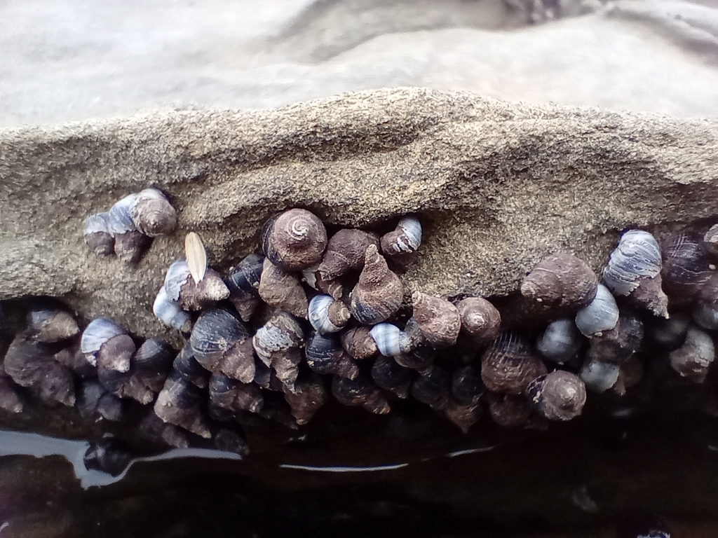 Brown Periwinkle from Purakaunui 9586, New Zealand on January 30, 2024 ...