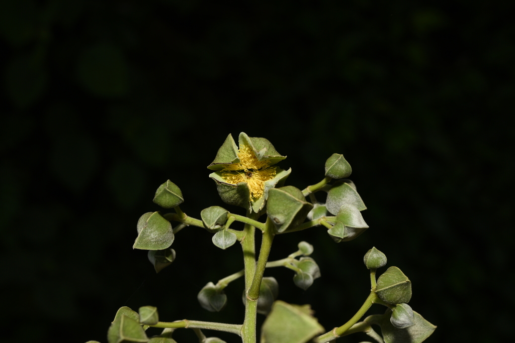 Itoa orientalis from 中国云南省红河哈尼族彝族自治州元阳县 on April 28, 2022 at 03:46 PM ...