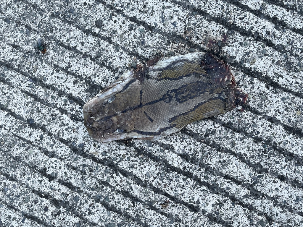 Reticulated Python from Basco, PH-BN, PH on January 25, 2024 at 10:47 ...