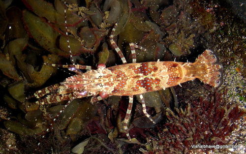 Genus Saron · iNaturalist