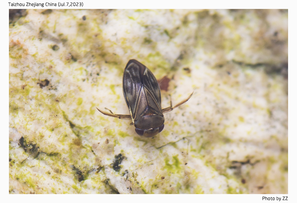 Micronecta orientalis from Taizhou, Zhejiang, China on July 7, 2023 at ...