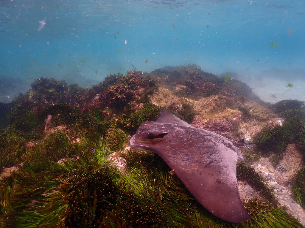 New Zealand Eagle Ray from New South Wales, Australia on January 29 ...