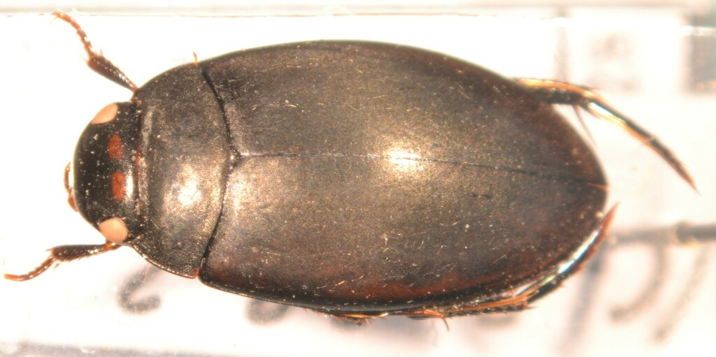 Agabus bipustulatus from Kauno r. sav., Lietuva on August 28, 2016 at ...