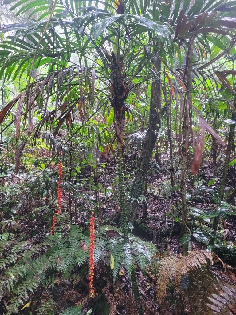 Walking stick palm from Binna Burra QLD 4211, Australia on January 30, 2024 at 11:07 AM by ...