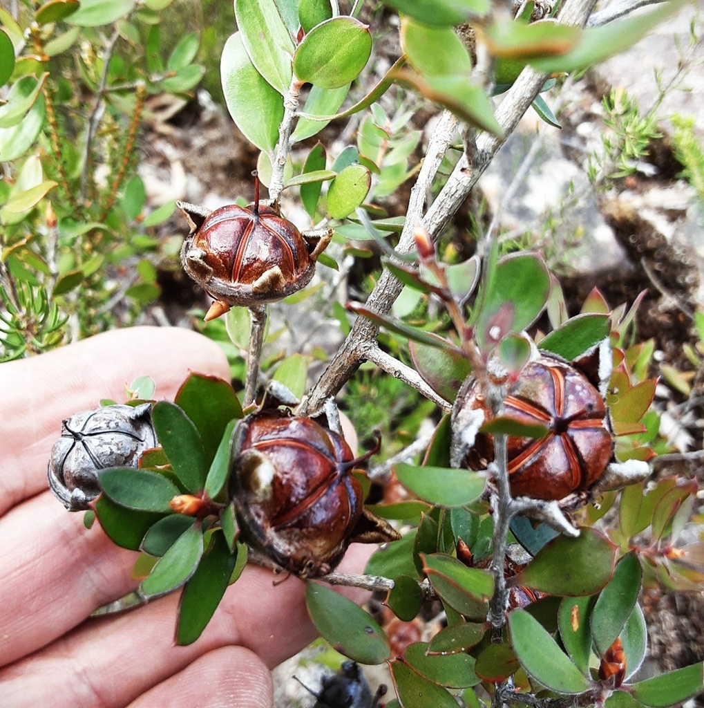 large-fruited tea tree from Newnes Junction, NSW 2786, Australia on ...