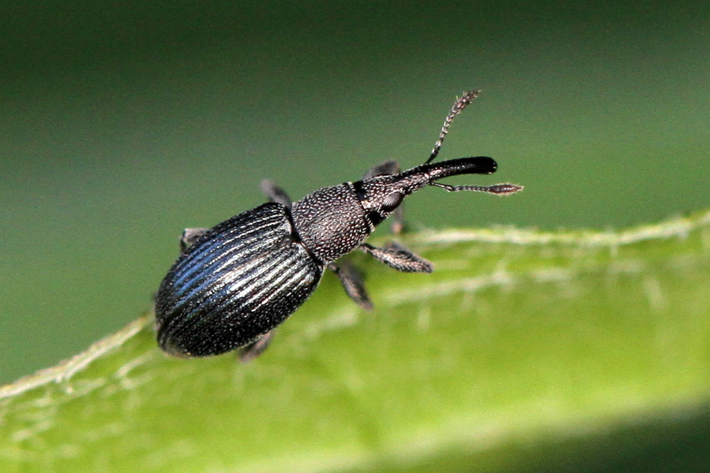 Aspidapion validum from 54 Badem, Germany on September 5, 2023 at 04:41 ...