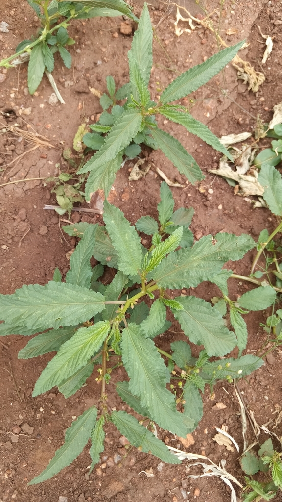 Wild Jute from Ga-Matshwi, 0837, South Africa on January 30, 2024 at 01 ...