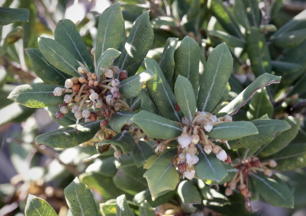 rusty staggerbush from Highlands, Florida, United States on January 29 ...