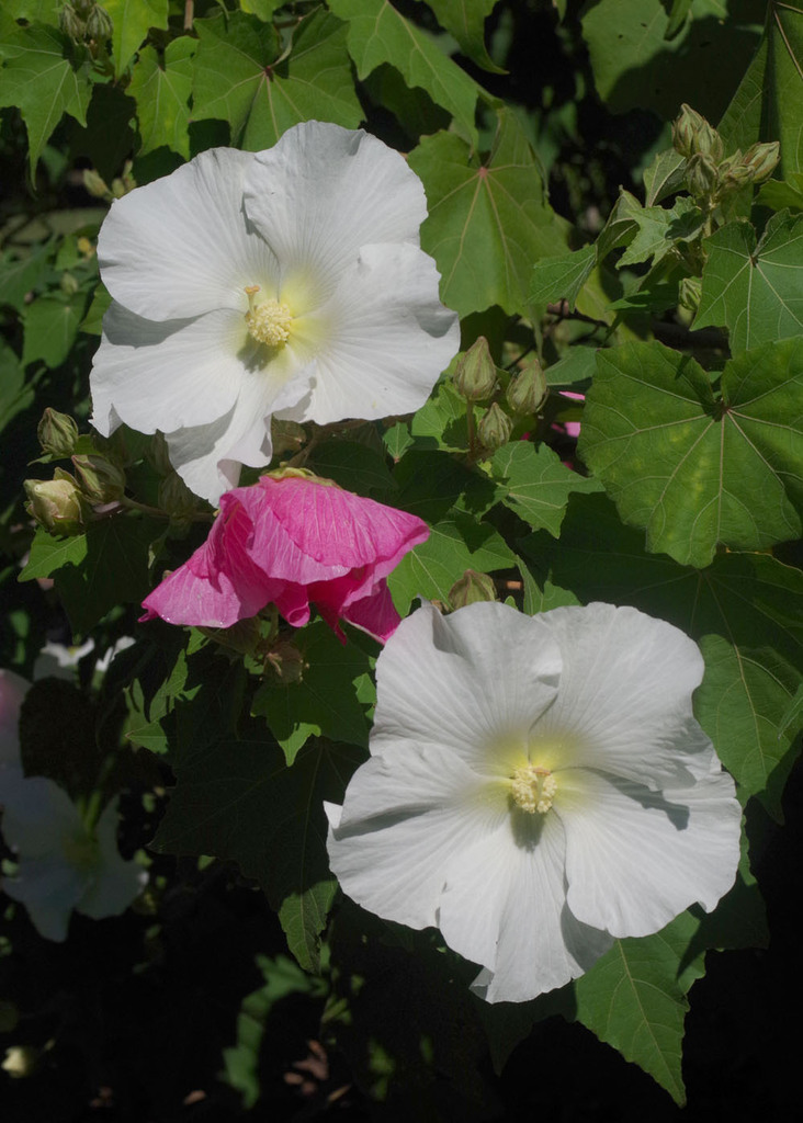 Changeable Rose-mallow from Coffs Harbour NSW, Australia on April 17 ...