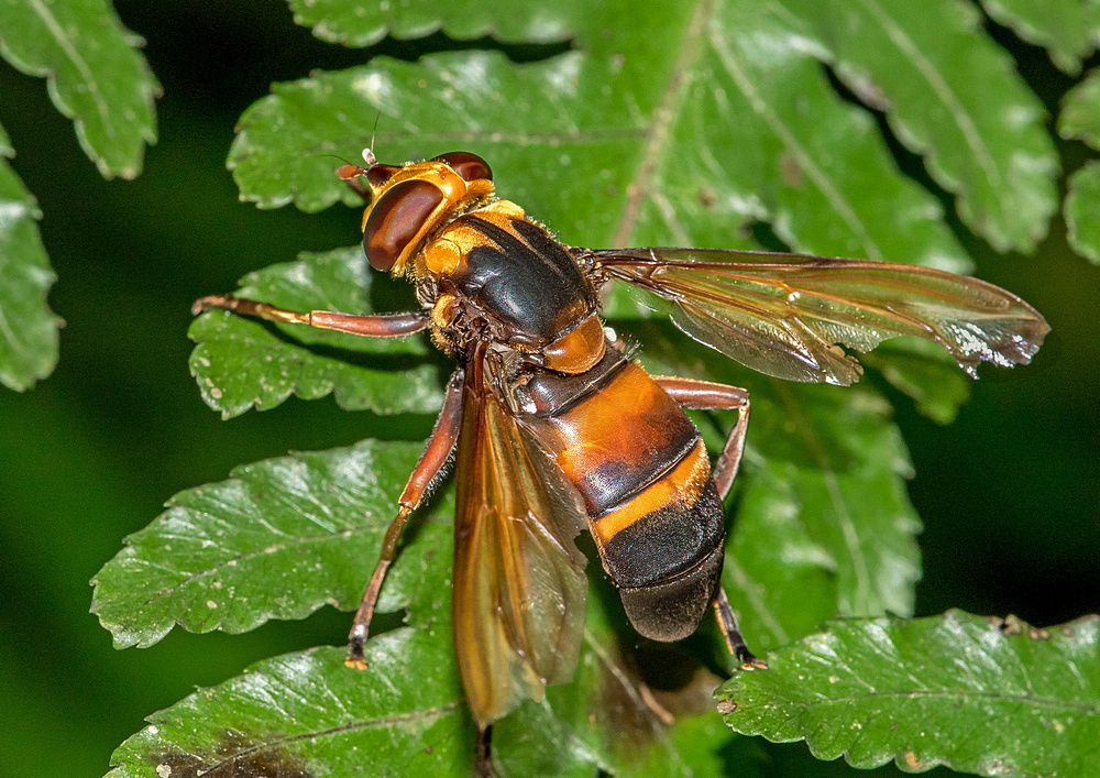 Giant Flower Flies from Cúc Phương, Nho Quan, Ninh Bình, Vietnam on ...