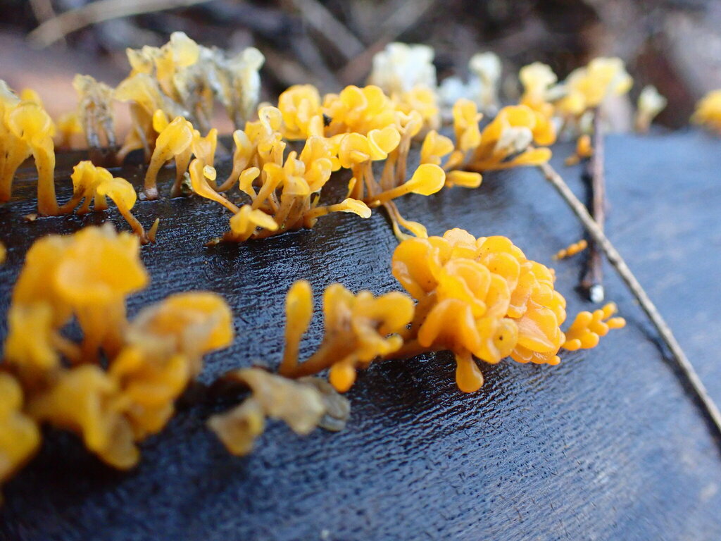 Fan-shaped Jelly Fungus in January 2024 by Caleb Wardlaw · iNaturalist