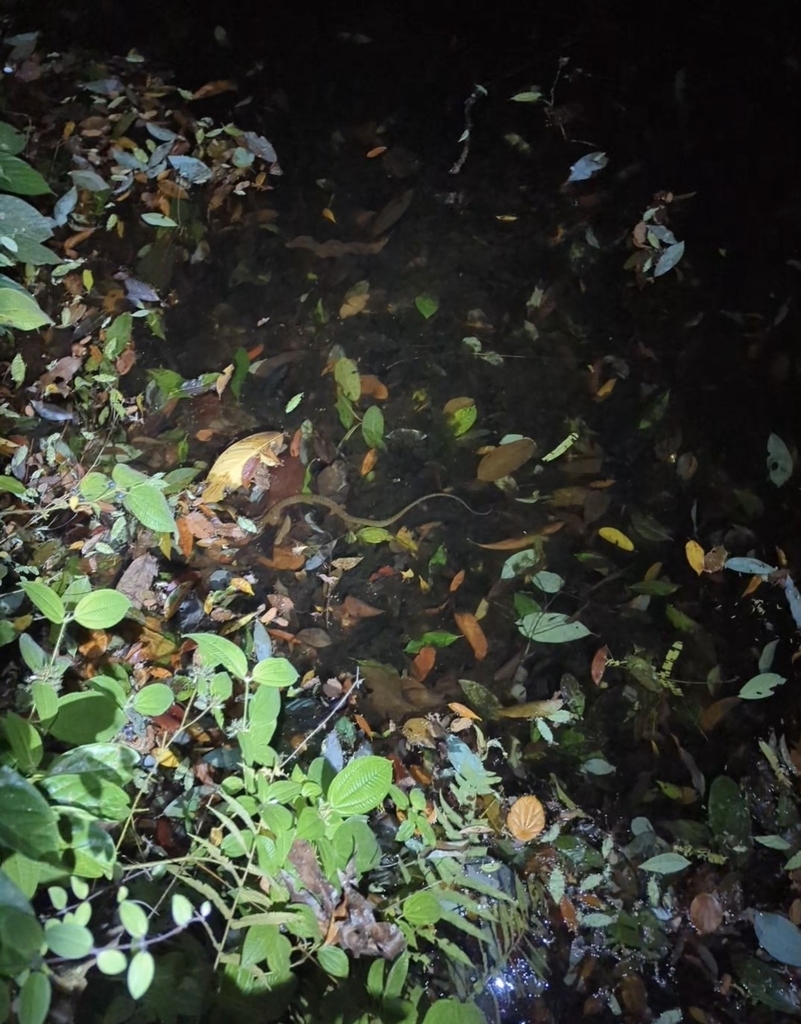 Triangle Keelback in January 2024 by Adam Aslam · iNaturalist