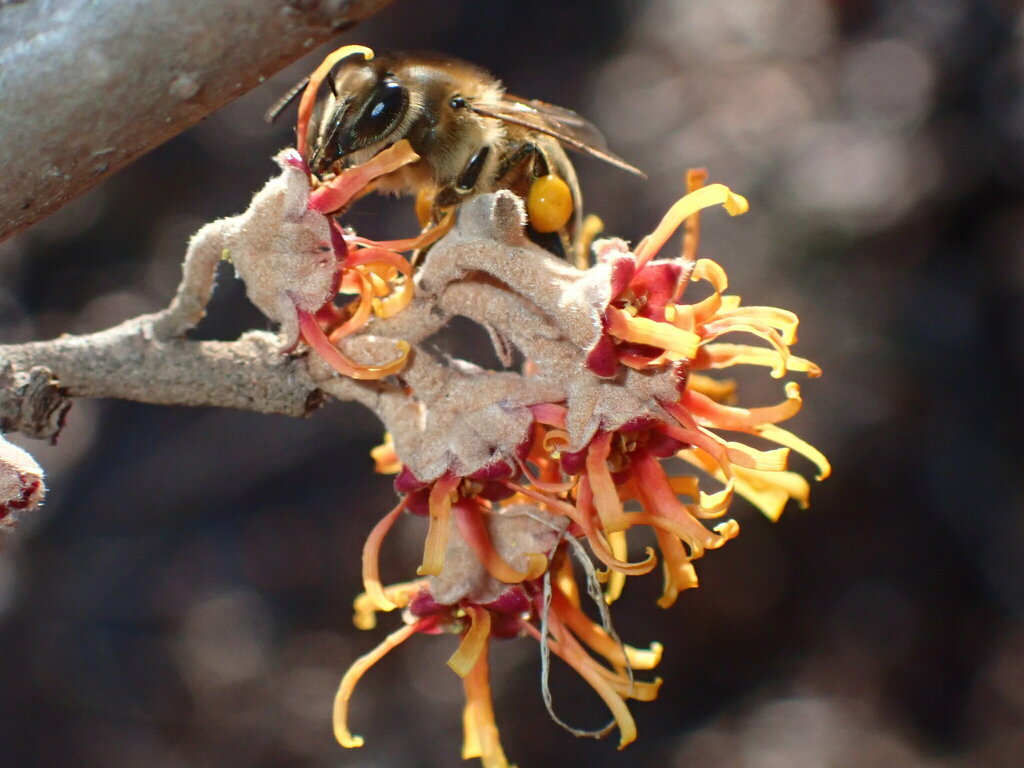 Western Honey Bee in January 2024 by Caleb Wardlaw. full of bees today ...