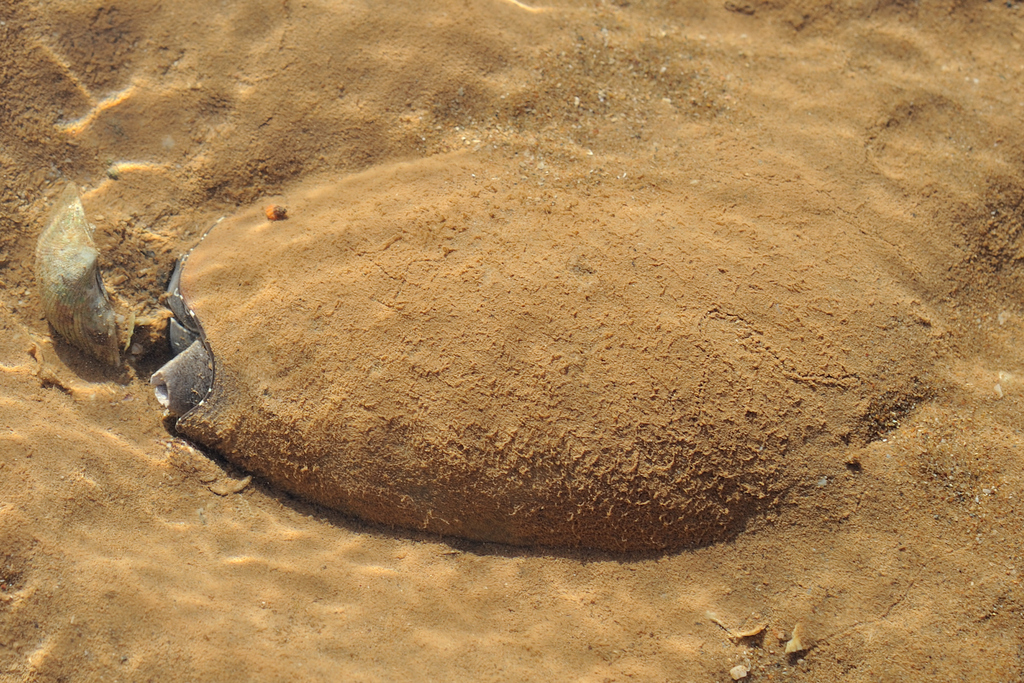 Melon Shell from Port Hedland on December 18, 2023 at 07:22 AM by ...